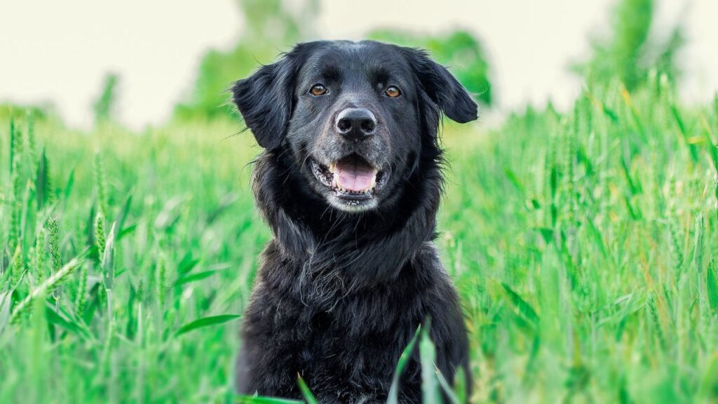 Dearborn Dog Bite Lawyer - David Christensen Law